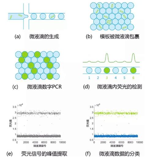 PCR技术的革新之路从凝胶电泳到微液滴数字PCR 生物器材网
