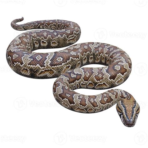Southern African Rock Python 3D Illustration 11890272 Stock Photo At