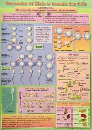 Promonis Educational Materials