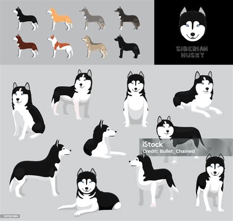 개 시베리아 허스키 만화 벡터 일러스트 레이 션 색상 변형 세트 벡터에 대한 스톡 벡터 아트 및 기타 이미지 벡터 시베리안