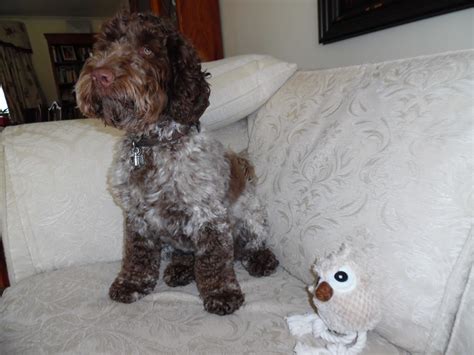 Cockapoo Coat Colours British Cockapoo Society