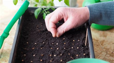 Хочете мати гарний врожай робіть все вчасно які рослини потрібно саджати на розсаду в січні