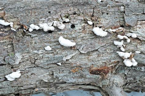 Northern Pecans The Anatomy Of Natural Limb Pruning