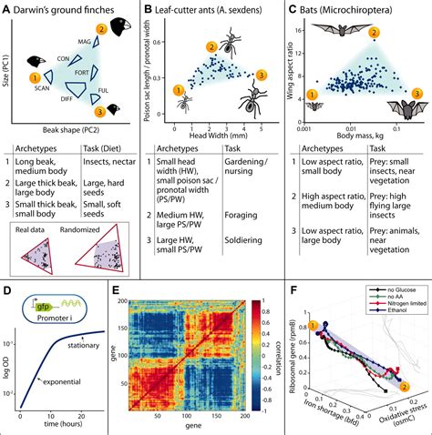Evolutionary Trade Offs Pareto Optimality And The Geometry Of Phenotype Space Science