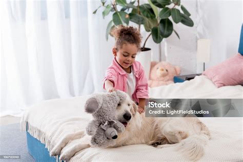 귀여운 흑인 아이 침대에 앉아서 테 디 베어와 리트리버 재생 골든 리트리버에 대한 스톡 사진 및 기타 이미지 골든 리트리버 곱슬 머리 놀기 Istock