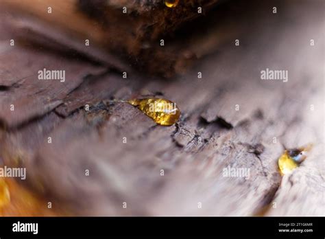 Some Resin Sap Released By A Tree Stock Photo Alamy