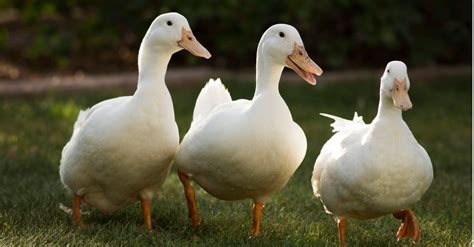 Discover The 5 Largest Ducks That Call The Us Home And Where You Can