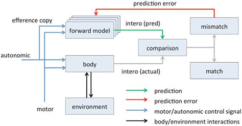 Frontiers An Interoceptive Predictive Coding Model Of Conscious Presence