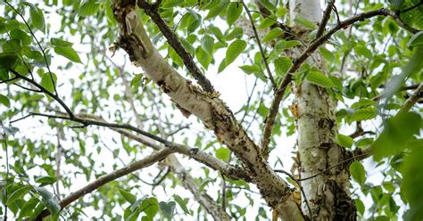 How To Grow And Care For A Silver Birch Tree Bbc Gardeners World Magazine