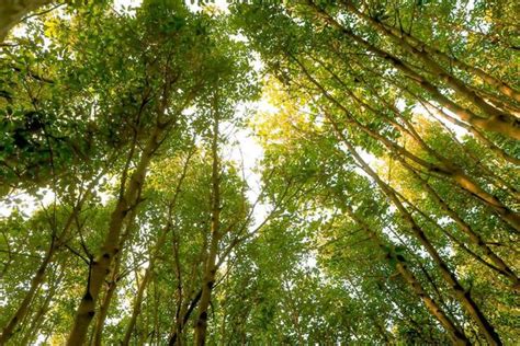 Tree Canopy Stock Photos Images And Backgrounds For Free Download