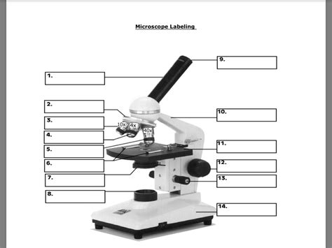 Compound Light Microscope Unlabeled