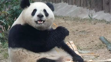 Jin Xi Y Zhu Yu Los Dos Pandas Que China Enviará A España Infobae