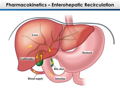 Enterohepatic Recirculation Digital Evidence Group