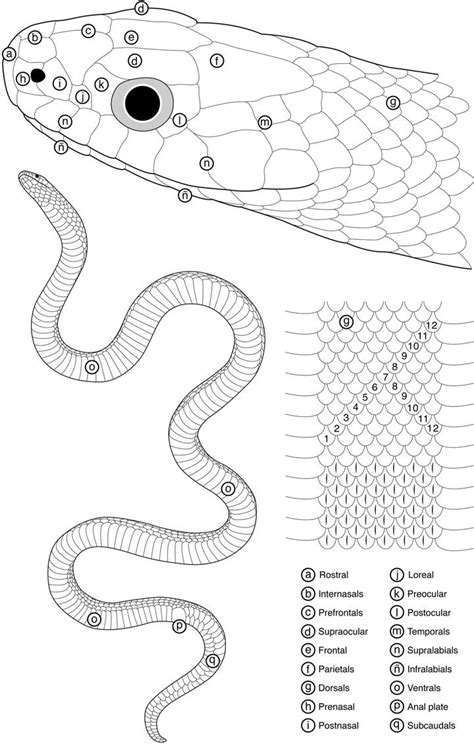 How To Draw Scales On A Snake Warehouse Of Ideas