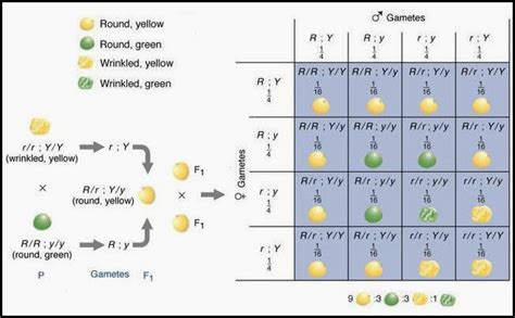 Difference Between Monohybrid And Dihybrid
