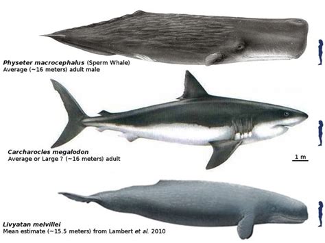 Who Would Win Series Season 6 Finale Megalodon Vs Livyatan