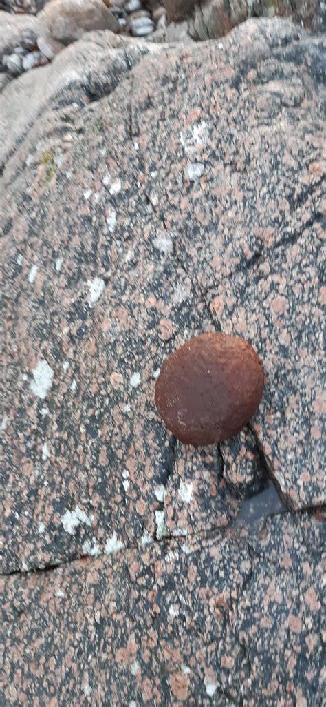 I Found A Squishy Thing At The Beach More Info In The Comments R Whatisthisthing