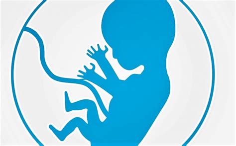 Ectodermo Qué Es Cómo Se Forma Cómo Se Divide Importancia