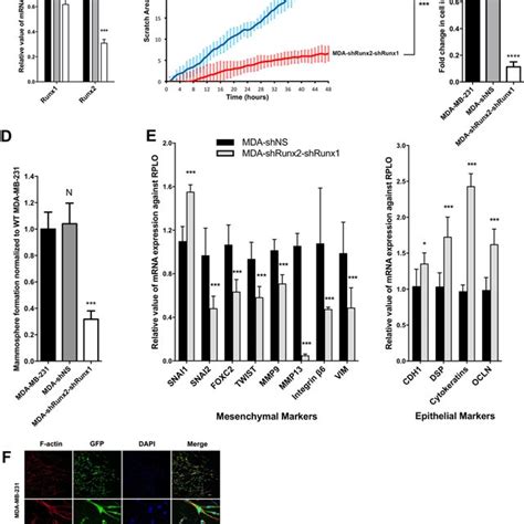 Knockdown Of Runx1 And Runx2 Induces Met A Qrt Pcr Showing Knockdown Of Download Scientific