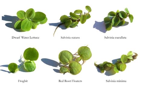 Floating Plants Plants