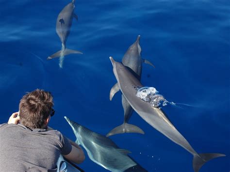 Shelltone Whale Project 2025 All You Need To Know Before You Go