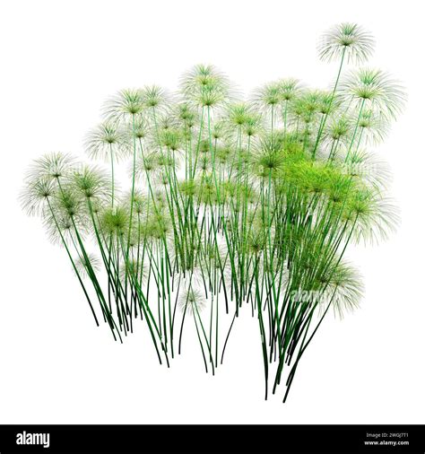 3d Rendering Of Papyrus Plants Or Cyperus Papyrus Or Nile Grass Isolated On White Background