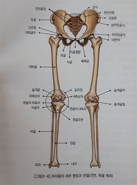 장골 좌골 치골 슬관절 경골의 위치 구분 해부학 인체 공부