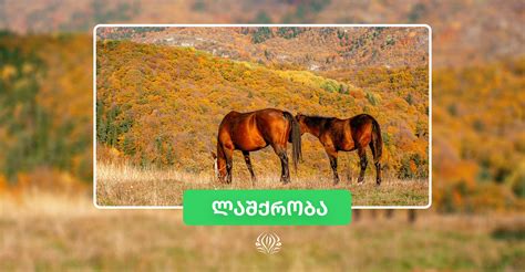 Green Zebra • მწვანე ზებრა Green Zebra • მწვანე ზებრა