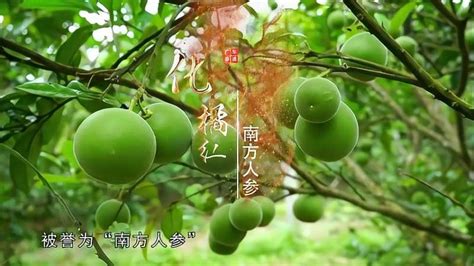 化州道地药材化橘红 健康养生 健康常识 好看视频