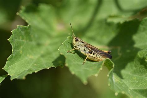 Grasshopper Roasted Easy Brothers Rrunningman