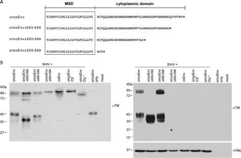 Incorporation Of Oricoenv And C Terminal Truncation Mutants Into Download Scientific Diagram