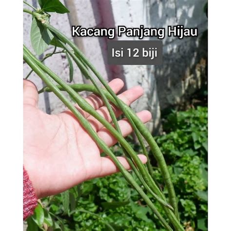 Jual Biji Kacang Panjang Hijau Kebununa Shopee Indonesia