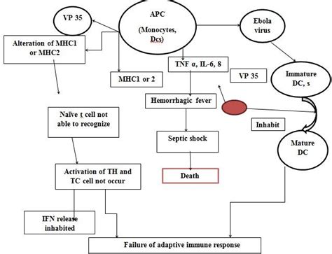 Pathogenesis Of Ebola Virus Download Scientific Diagram