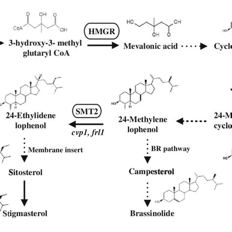 Biosynthetic Scheme Of The Major Sterol Biosynthesis Pathway In Plants