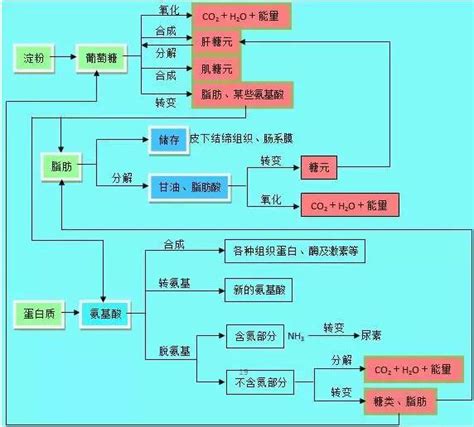 三大物质代谢图高清 三大营养物质代 物质代总图 大山谷图库