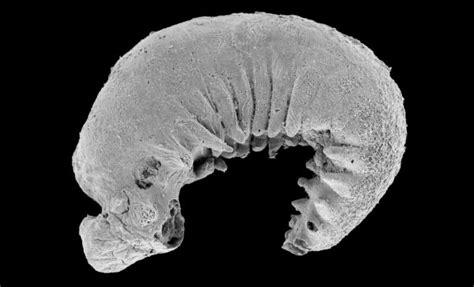 520 Million Year Old Fossil Solves Important Evolutionary Mystery The