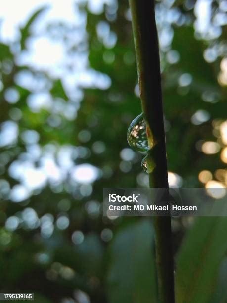 녹색 잎에 물방울이 떨어집니다 물방울이 있는 녹색 잎 이미지입니다 나뭇잎 사진에 물방울 이슬 맺힌 녹색 잎사귀 물이 자연의 캐노피에 떨어집니다 0명에 대한 스톡 사진 및