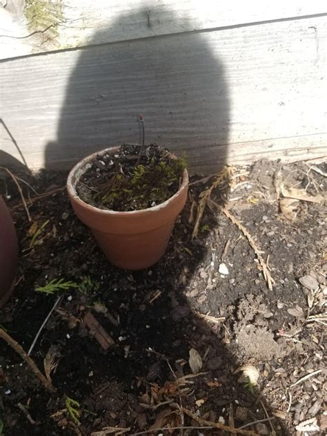 Outside Setup Rbonsai