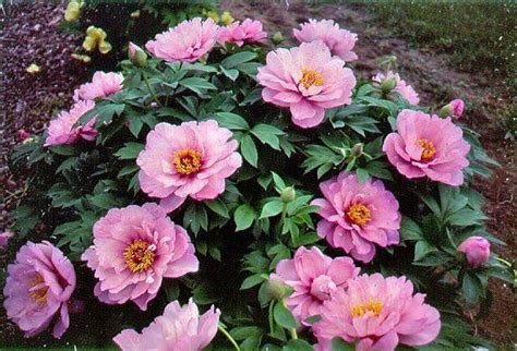 შროშანი First Arrival Itoh ფასი 70 ლარი ოქტომბერი Facebook