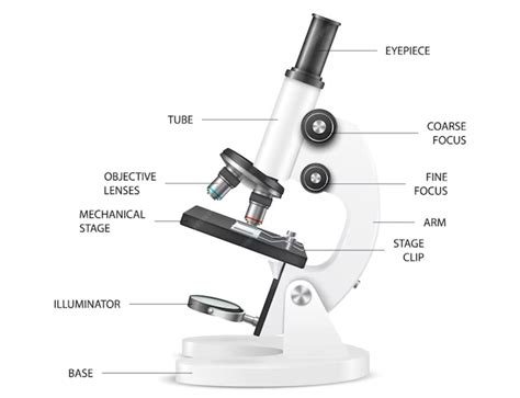 Microscope Structure Diagram With Labels Anatomy Note