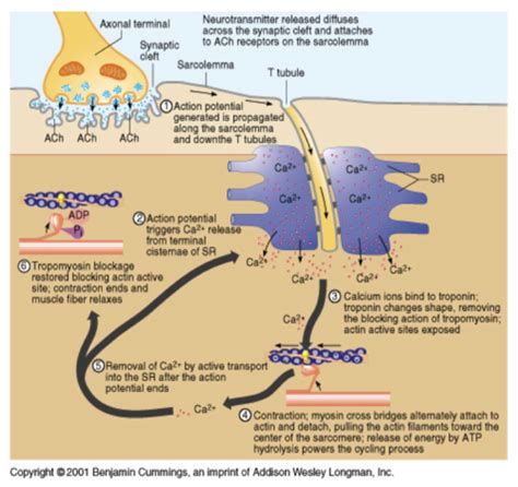 28 Excitation Contraction Coupling In Skeletal Muscle Flashcards Quizlet