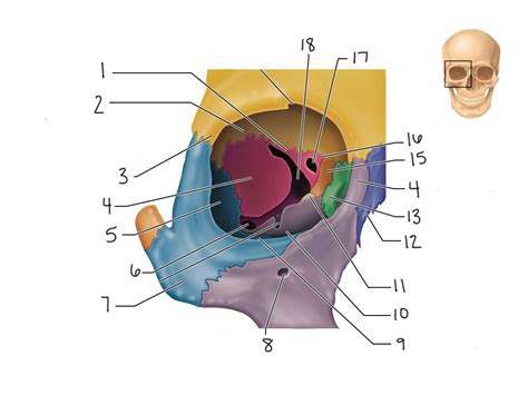 Bones That Form The Orbit Eye Socket Diagram Quizlet