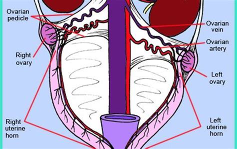 Diagram Of The Reproductive Organs Anatomy Of The Female Dog
