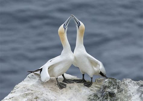 Northern Gannet Focusing On Wildlife