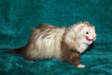 Ferret Colour Chart Cute Ferrets Ferret Colors Pet Ferret