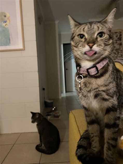 ‘twas A Mighty Blep Scrolller