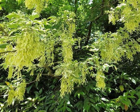 Box Elder Tree Identification Reveal Facts Characteristics Of Boxelder