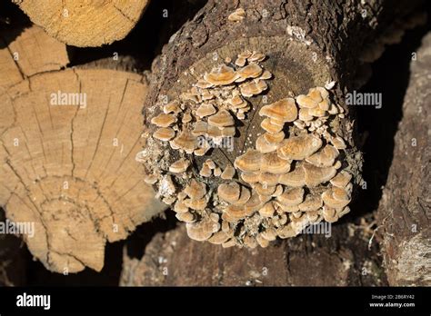 Fungi Growing On A Fallen Tree Trunk Stock Photo Alamy