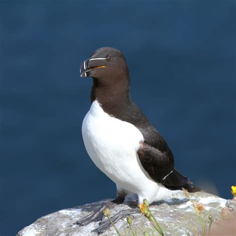 Trogtrogblog Bird Of The Week Razorbill Trogtrogblog Bird Of The Week Razorbill
