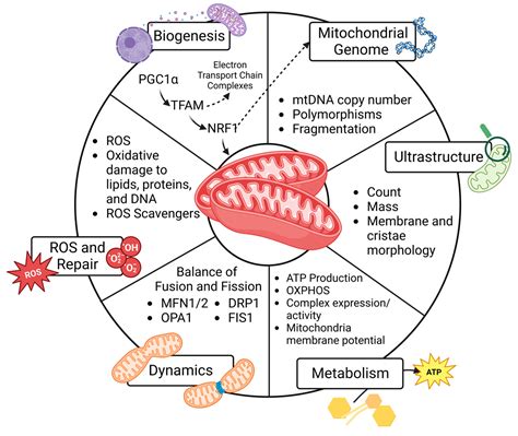 Mitochondrial Dysfunction In Pcos Insights Into Reproductive Organ Pathophysiology